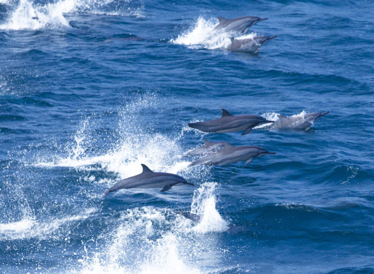 Senok Air Leisure - helicopter tours in Sri Lanka